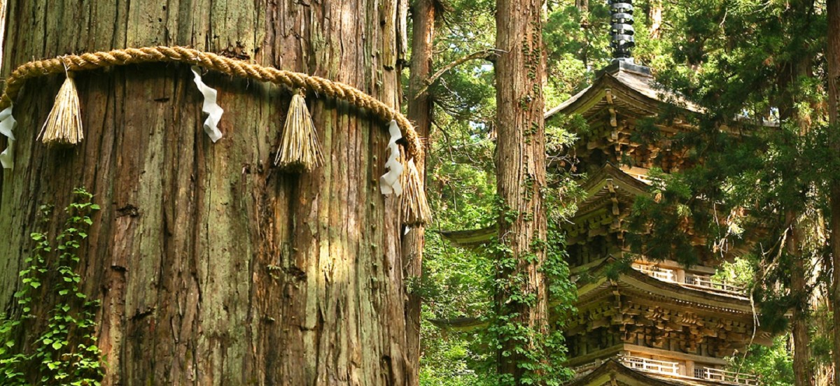 Walking in the footsteps of Basho | Options, The Edge