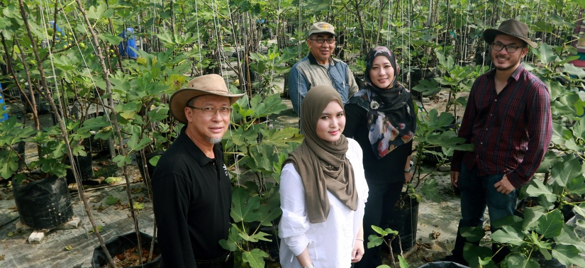 Mutiara Figs Garden: Offering Malaysians premium figs straight from its backyard | Options, The Edge