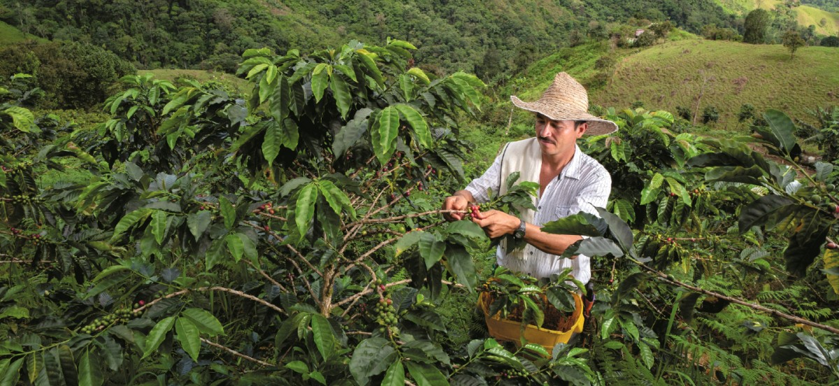 Nespresso’s Reviving Origins initiative restores coffee agriculture in ...