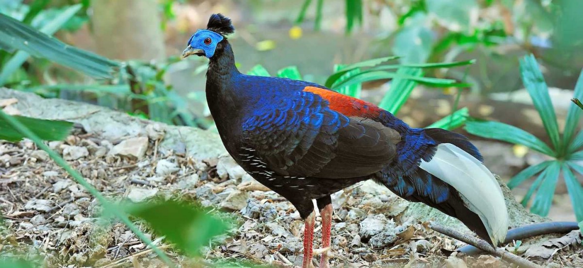 Bioacoustics technology amplifies the call to protect our Bornean ...