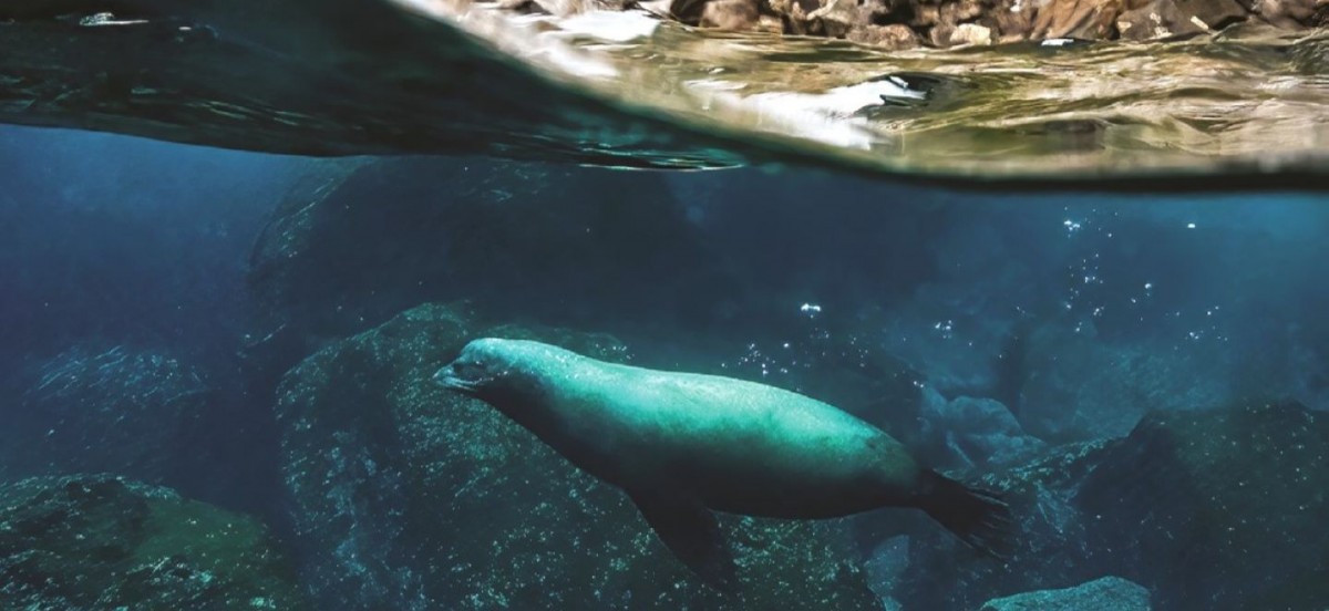 The Perpetual Planet Initiative by Rolex continues to make strides in ...